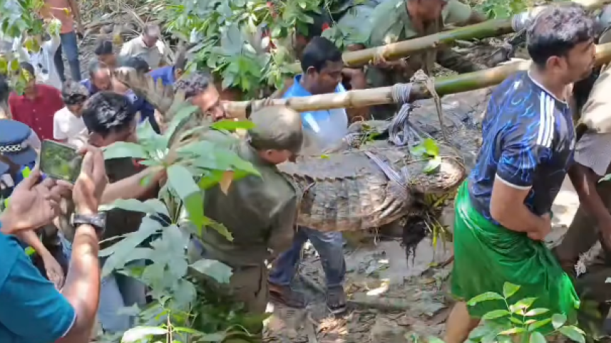 Bagerhat shrine crocodile refuses food for 19 days after relocation ...
